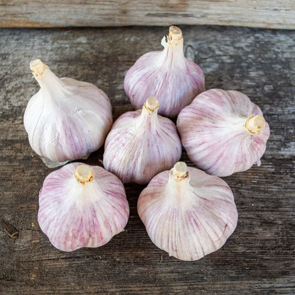 Hardneck Garlic- Duganski (Fall Planting) – Pinetree Garden Seeds