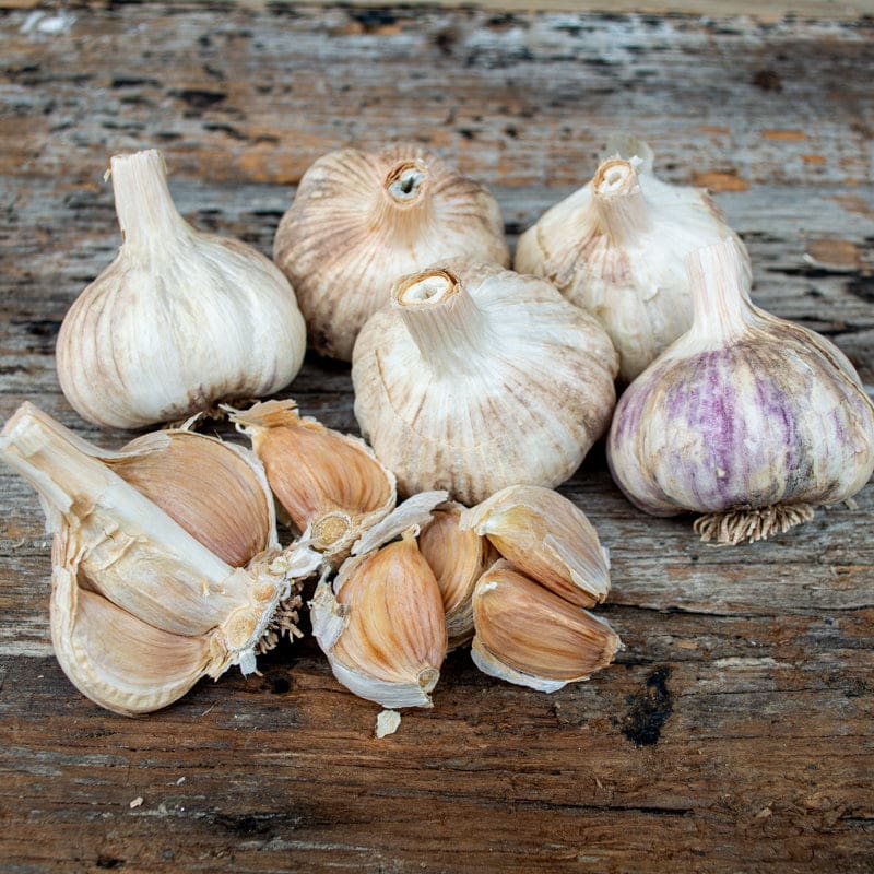 Hardneck Garlic-German Red (Fall Planting) – Pinetree Garden Seeds