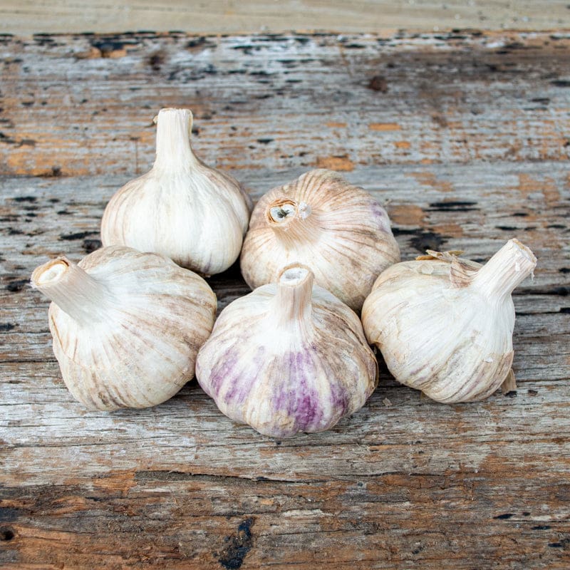 Hardneck Garlic-German Red (Fall Planting) – Pinetree Garden Seeds