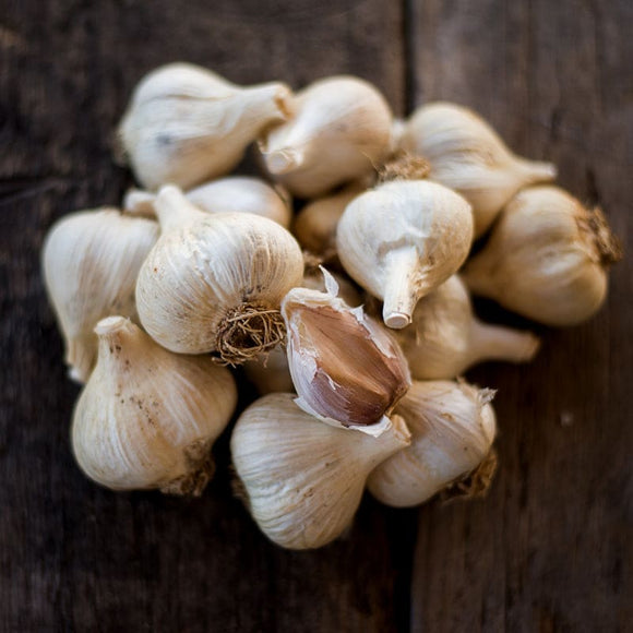 Hardneck Garlic- German White (Fall Planting) – Pinetree Garden Seeds
