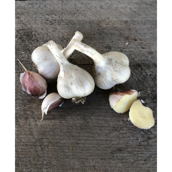 Hardneck Garlic- German White (Fall Planting) – Pinetree Garden Seeds