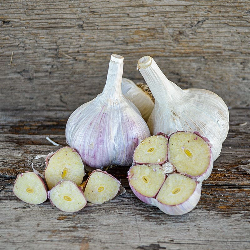 Hardneck Garlic- German White (Fall Planting) – Pinetree Garden Seeds