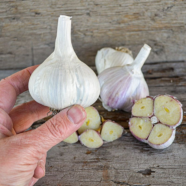 Hardneck Garlic – Pinetree Garden Seeds