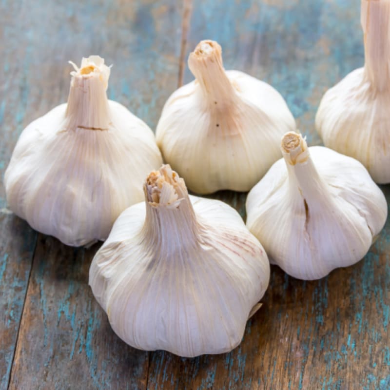 Hardneck Garlic-Ivan (Fall Planting) – Pinetree Garden Seeds