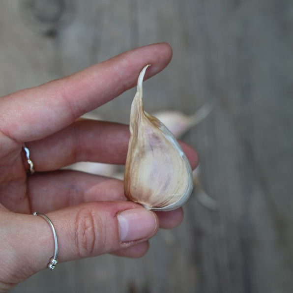 Hardneck Garlic – Pinetree Garden Seeds