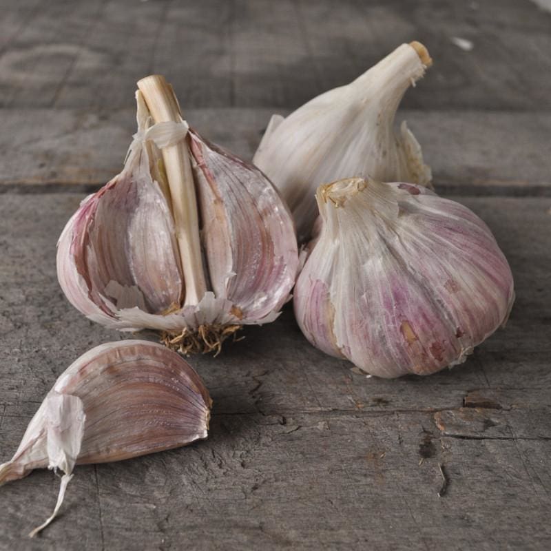 Hardneck Garlic - Music (Fall Planting)