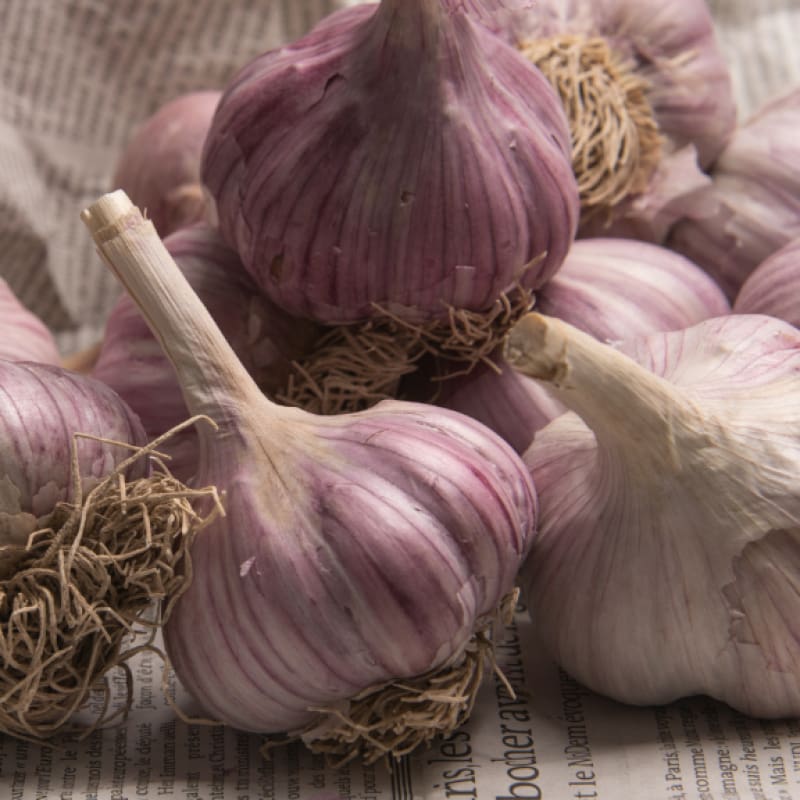 Hardneck Garlic-Purple Glazer (Fall Planting) – Pinetree Garden Seeds