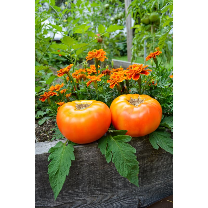 Harvest Moon Tomato (Organic F1 Hybrid 75 Days) – Pinetree Garden Seeds