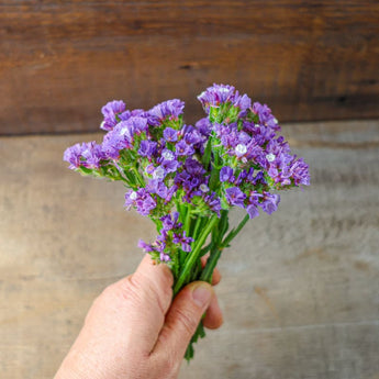Statice – Pinetree Garden Seeds