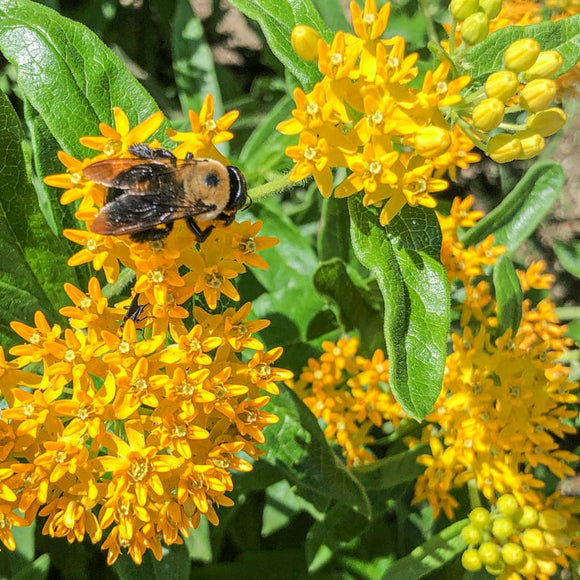 Hello Yellow Milkweed – Pinetree Garden Seeds