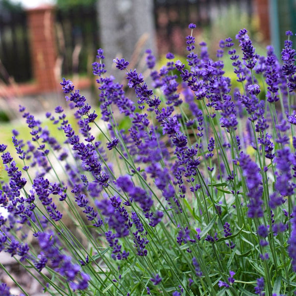 Hidcote Blue Lavender – Pinetree Garden Seeds