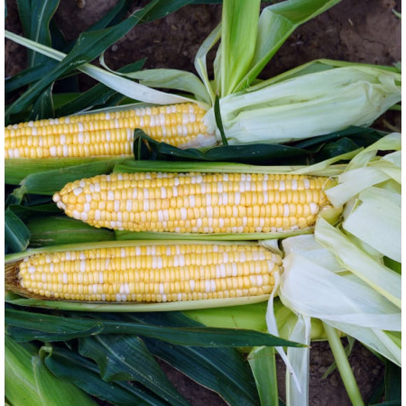 Honey & Cream Corn (F1 Hybrid 77 Days) SU – Pinetree Garden Seeds