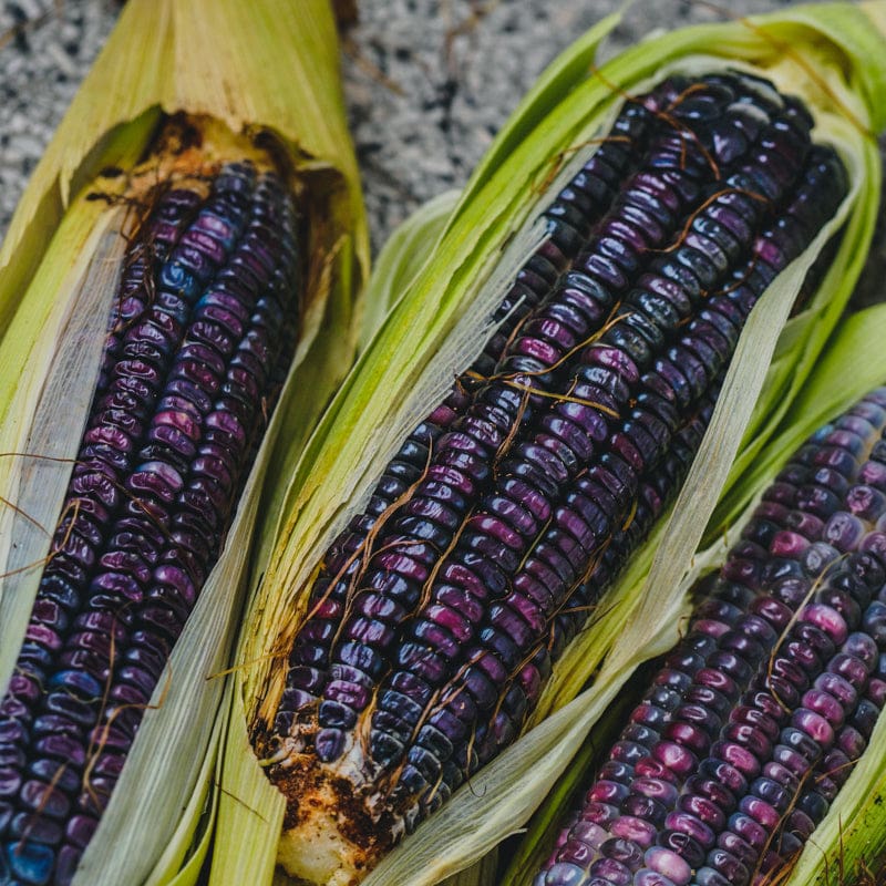 Hopi Blue Dent Corn ( 100 days , Heirloom ) – Pinetree Garden Seeds