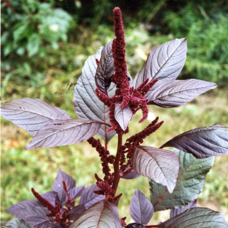 Hopi Red Dye Amaranth (45 Days) – Pinetree Garden Seeds