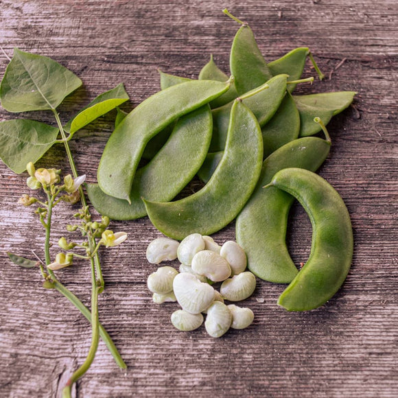 Jackson Wonder Lima Bean (65-70 Days) – Pinetree Garden Seeds