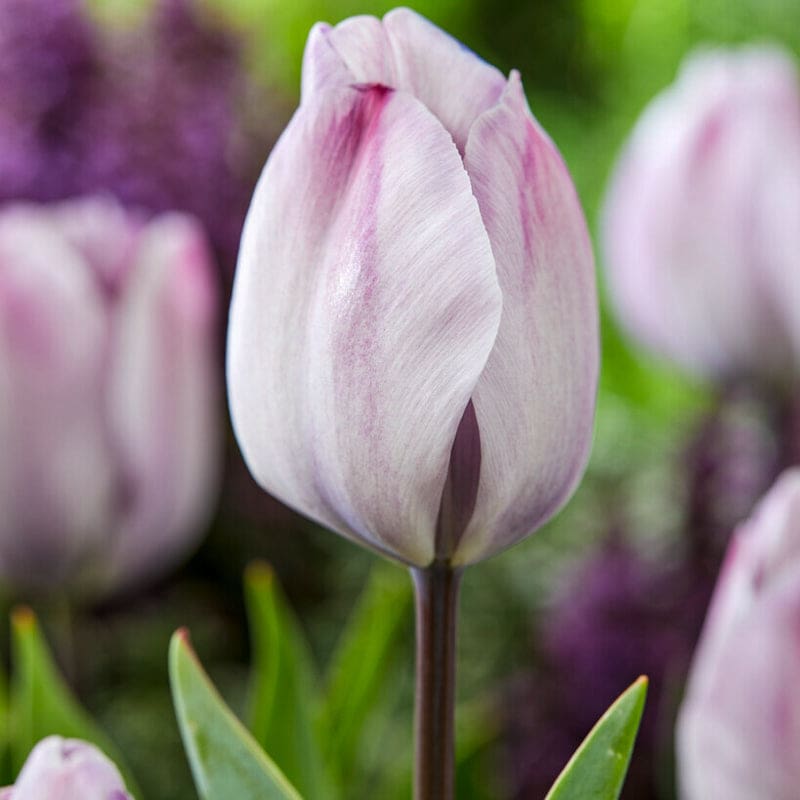 Jacuzzi Tulip – Pinetree Garden Seeds