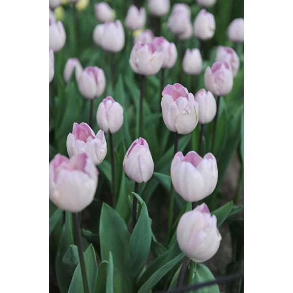 Jacuzzi Tulip – Pinetree Garden Seeds