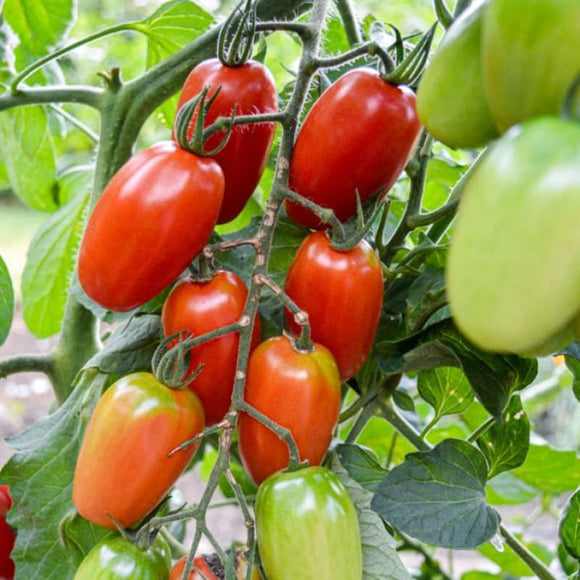 Juliet Tomato (F1 Hybrid 60 Days) – Pinetree Garden Seeds
