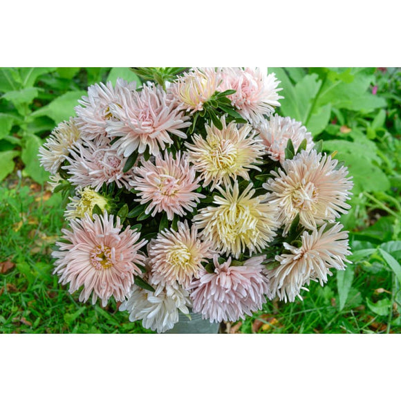 King Sized Apricot Aster – Pinetree Garden Seeds