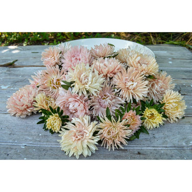 King Sized Apricot Aster – Pinetree Garden Seeds