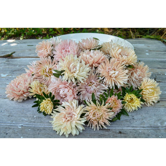 King Sized Apricot Aster – Pinetree Garden Seeds