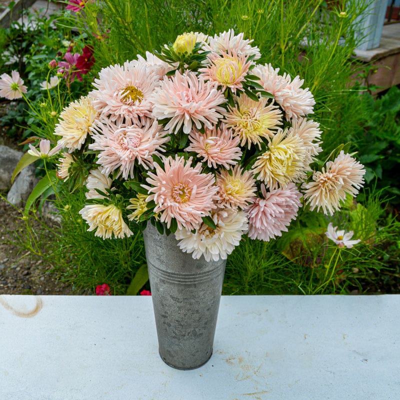 King Sized Apricot Aster – Pinetree Garden Seeds