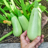 Lebanese White Bush Summer Squash (Heirloom, 50 Days) – Pinetree Garden ...