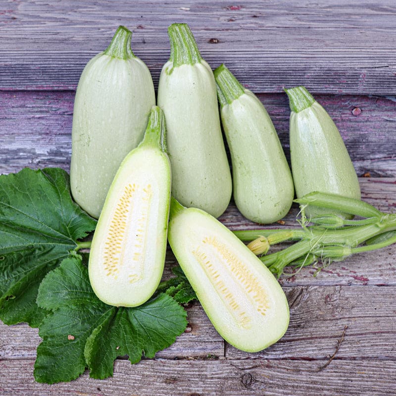 Lebanese White Bush Summer Squash (Heirloom, 50 Days) – Pinetree Garden ...