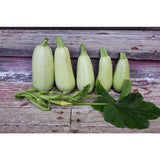 Lebanese White Bush Summer Squash (Heirloom, 50 Days) – Pinetree Garden ...