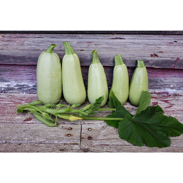 Lebanese White Bush Summer Squash (Heirloom, 50 Days) – Pinetree Garden ...