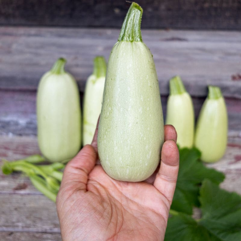 Lebanese White Bush Summer Squash (Heirloom, 50 Days) – Pinetree Garden ...