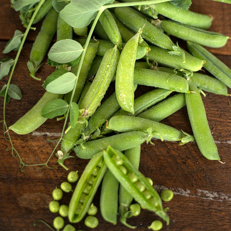 Lincoln Pea (Heirloom, 65 Days) – Pinetree Garden Seeds