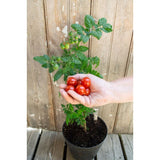 Little Bing Tomato (60-65 Days) – Pinetree Garden Seeds