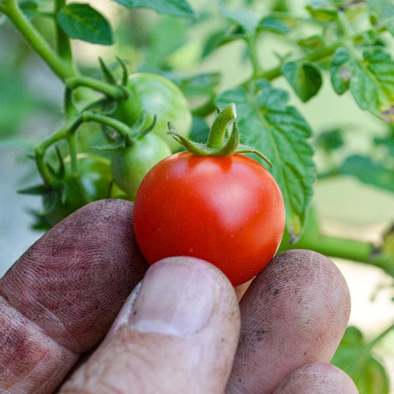 Little Bing Tomato (60-65 Days) – Pinetree Garden Seeds