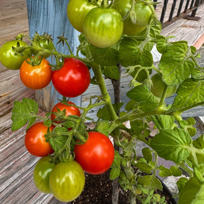Little Bing Tomato (60-65 Days) – Pinetree Garden Seeds