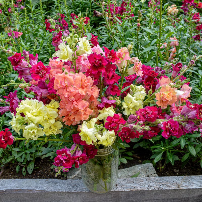 Madame Butterfly Mix Snapdragon – Pinetree Garden Seeds