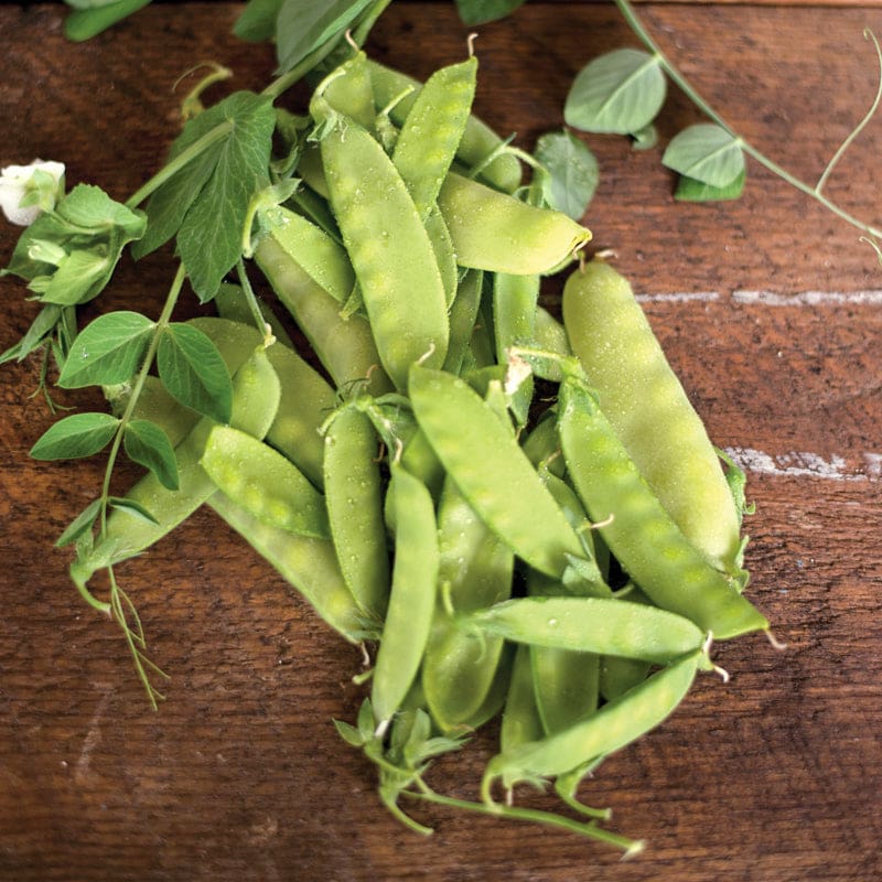 Mammoth Melting Sugar Snow Pea (Heirloom 65-75 Days) – Pinetree Garden ...