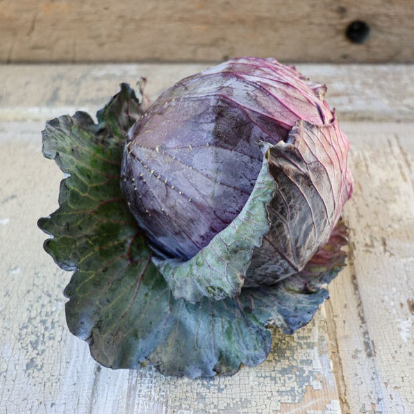 Cabbage Seeds – Page – Pinetree Garden Seeds