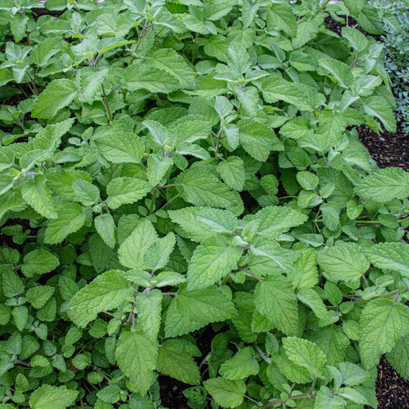 Lemon Balm – Pinetree Garden Seeds