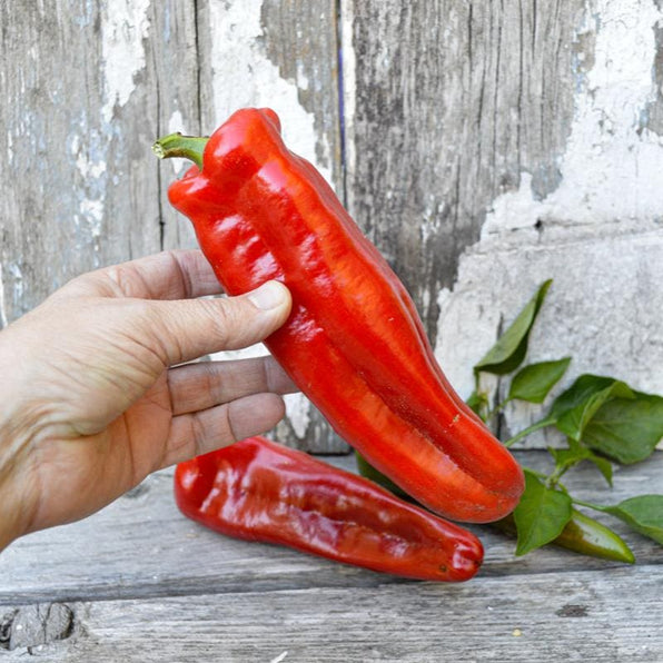 Pepper Seeds - Sweet & Hot Pepper Seed Varieties – Page – Pinetree ...