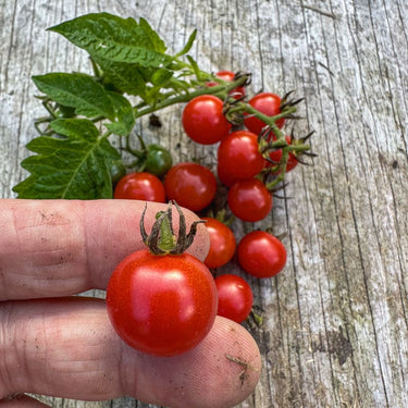 Matts Wild Cherry Tomato (55 Days) – Pinetree Garden Seeds