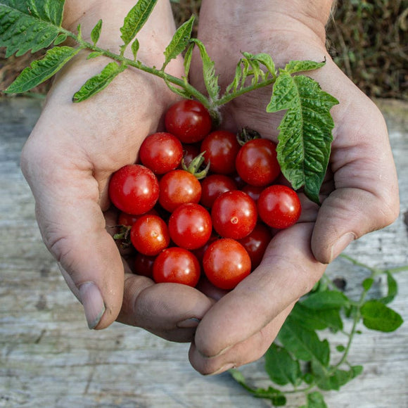Matts Wild Cherry Tomato (55 Days) – Pinetree Garden Seeds