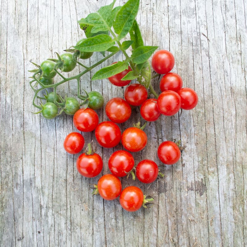Matts Wild Cherry Tomato (55 Days) – Pinetree Garden Seeds