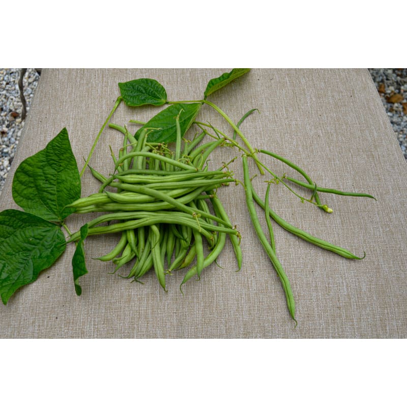 Maxibel Bush Bean (59 Days) – Pinetree Garden Seeds