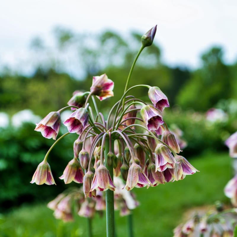 Mediterranean Bells Allium – Pinetree Garden Seeds