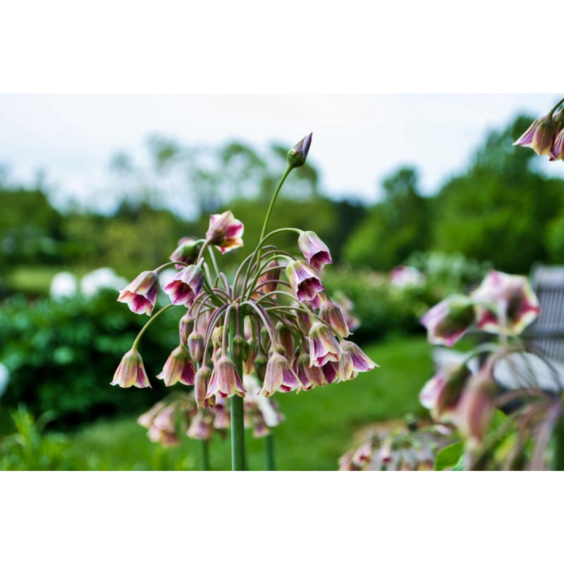 Mediterranean Bells Allium – Pinetree Garden Seeds