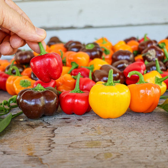 Mini Belle Blend Pepper ( 60 Days) – Pinetree Garden Seeds