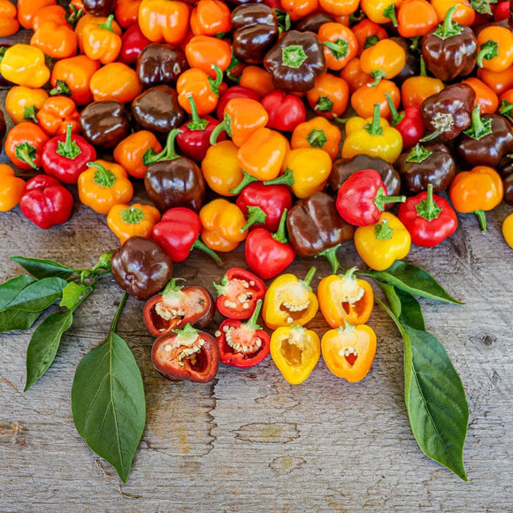 Mini Belle Blend Pepper ( 60 Days) – Pinetree Garden Seeds
