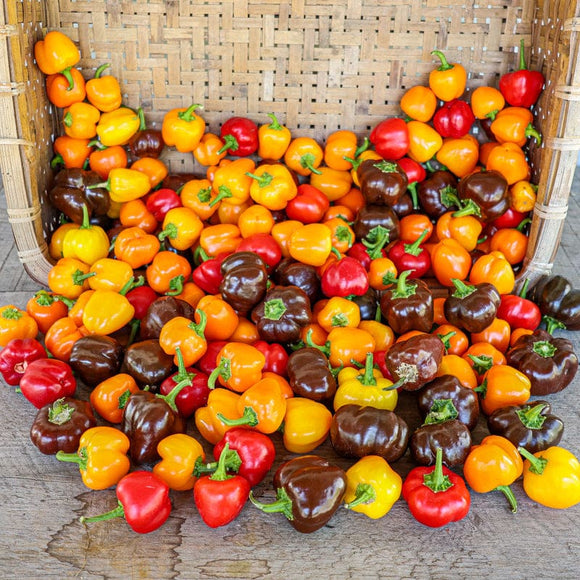 Mini Belle Blend Pepper ( 60 Days) – Pinetree Garden Seeds