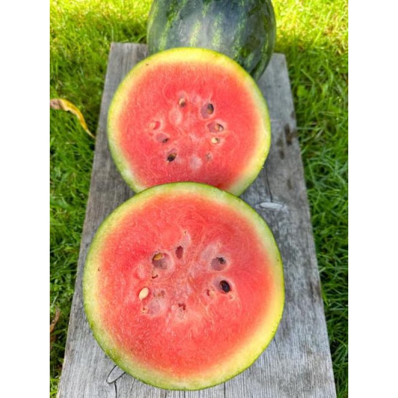 Mini Love Watermelon (F1 Hybrid 70 Days) – Pinetree Garden Seeds